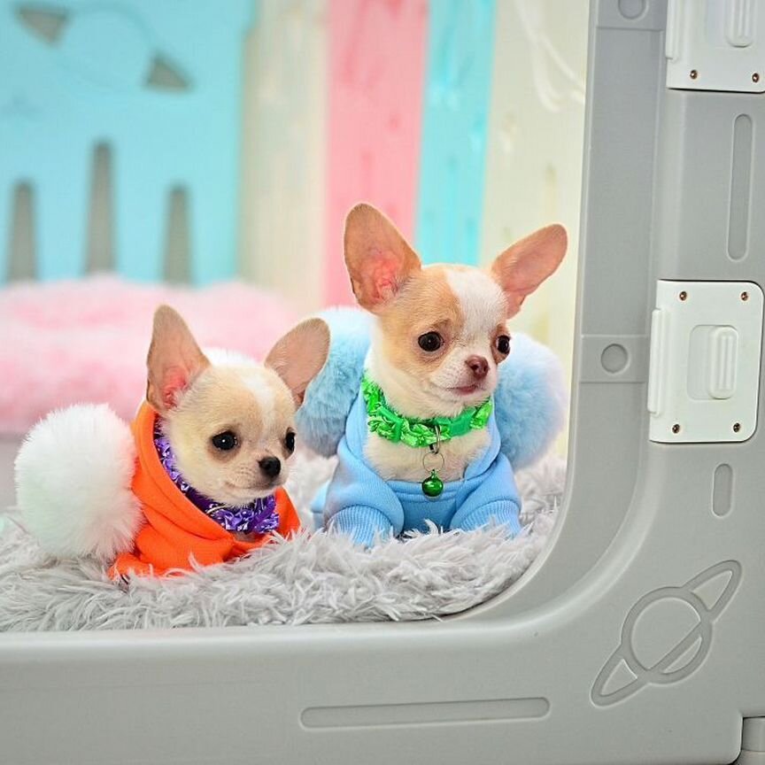 Щенки чихуахуа мини и микро мальчики