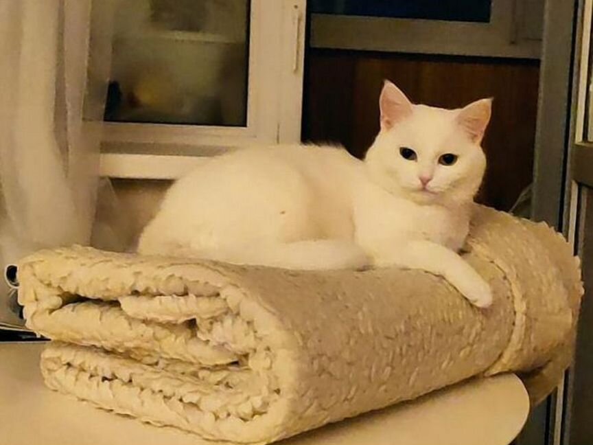 Кошка турецкая ангора белая зеленоглазая красотка