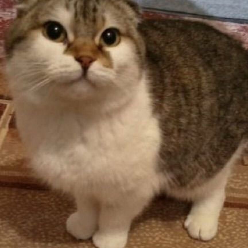 Вислоухая кошечка