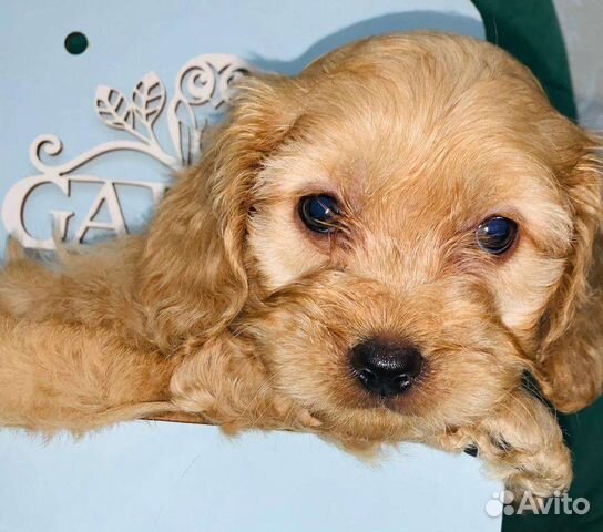 Кокопу милахи