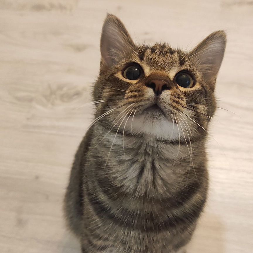 Отдам котика в добрые руки