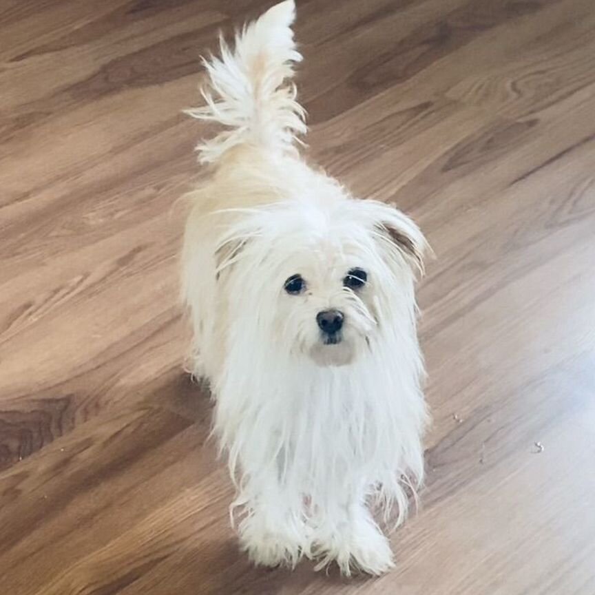 Мальтипу, щенок