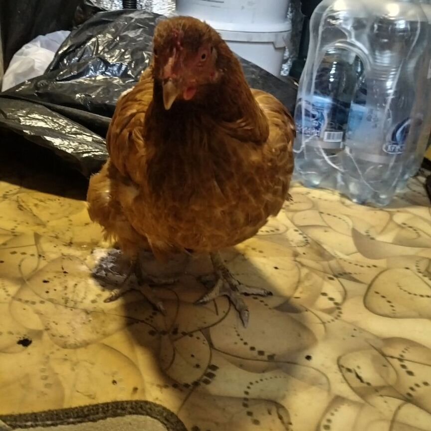 Куры несушки продам