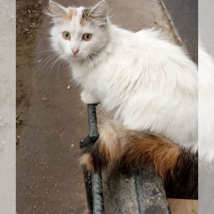 Кошечка ищет дом