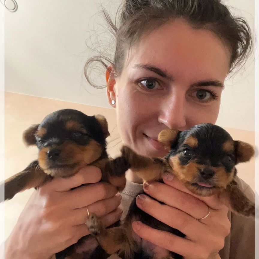 Йоркширский терьер, щенок