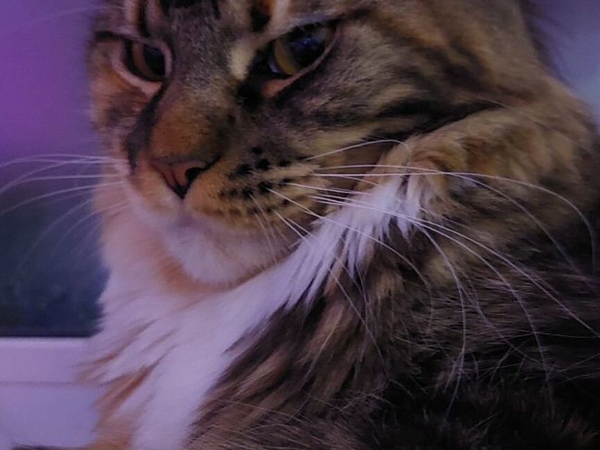 Кошка мейн-кун вязка