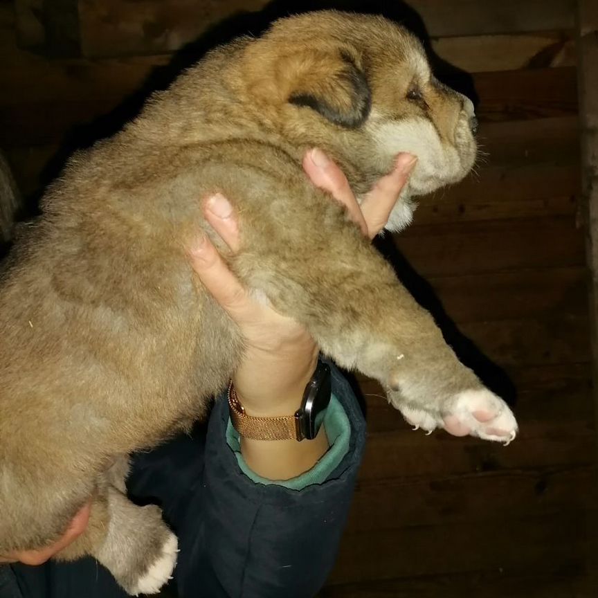 Среднеазиатская овчарка, щенок