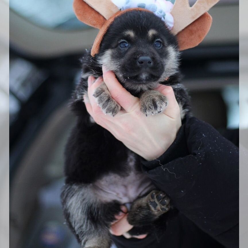 Щенок в добрые руки