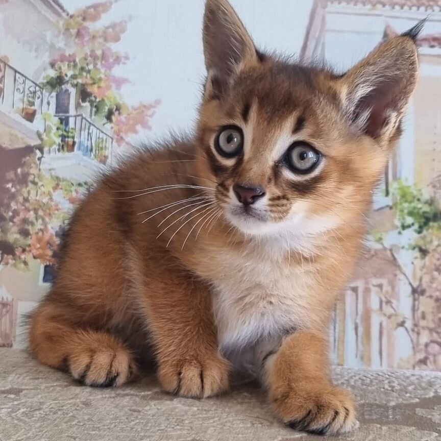 Котенок каракет