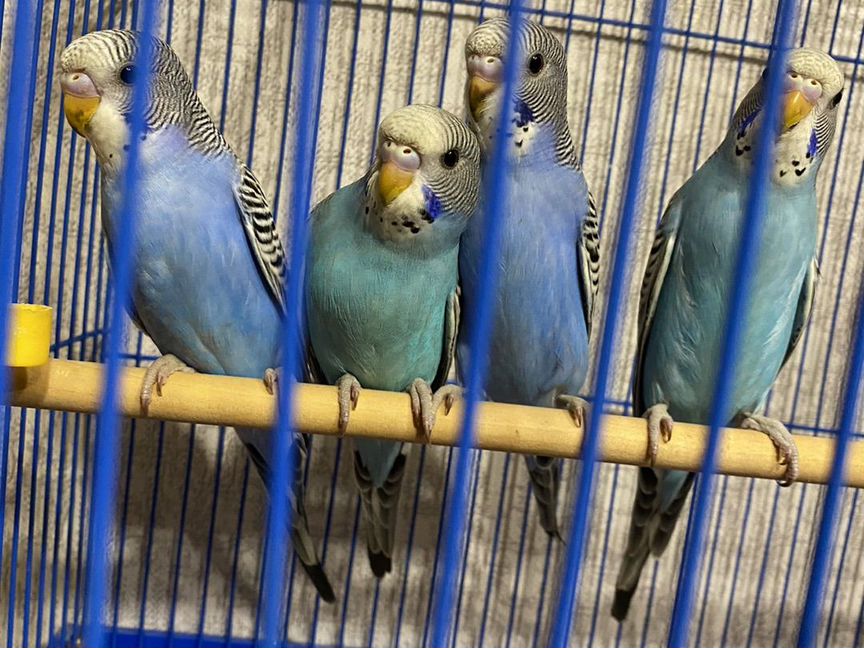 Волнистые попугаи