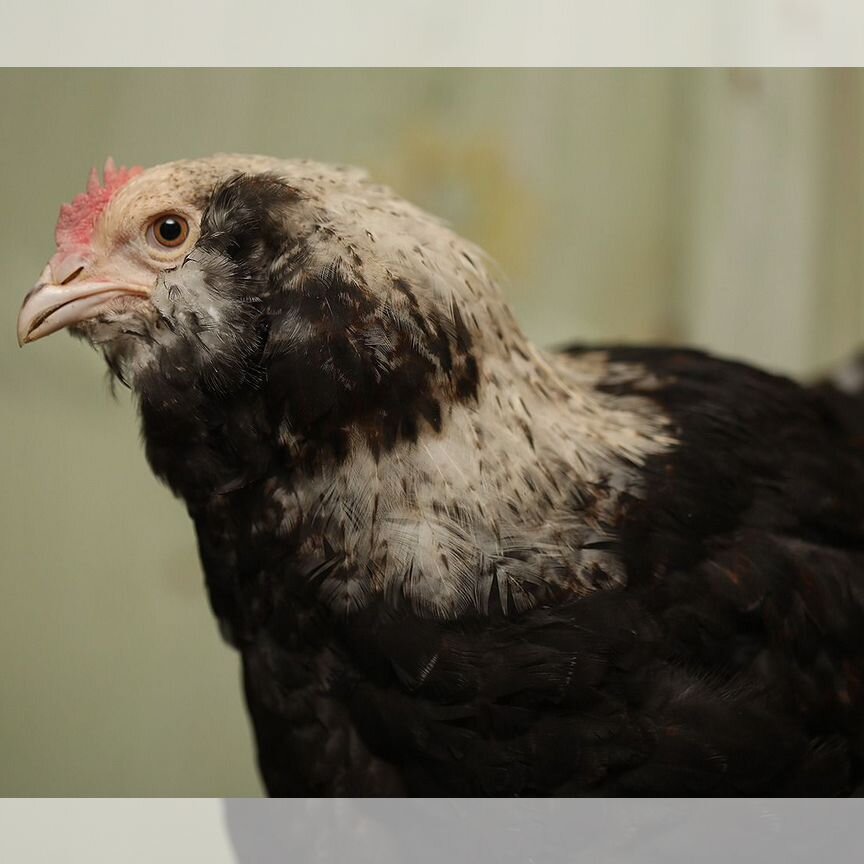 Петушок Фавероль лососевый 4 мес