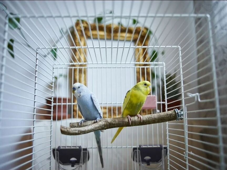 Волнистый попугай с клеткой