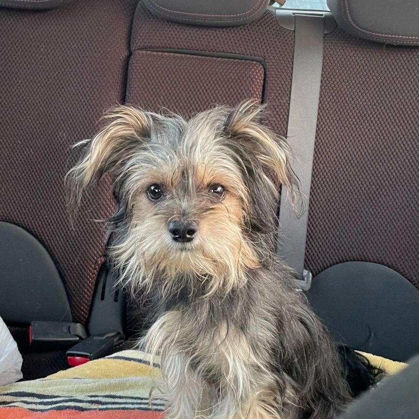 Мальчик 4 кг ищет дом