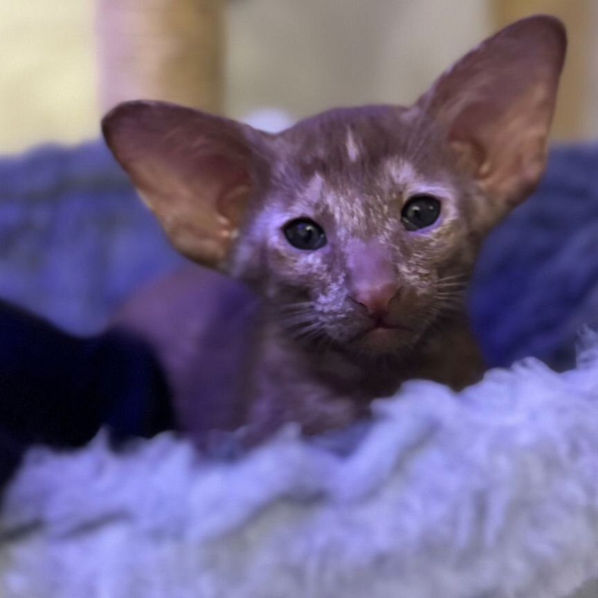 Ориентальный котёнок