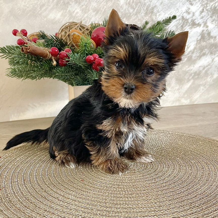 Йоркширский терьер девочка