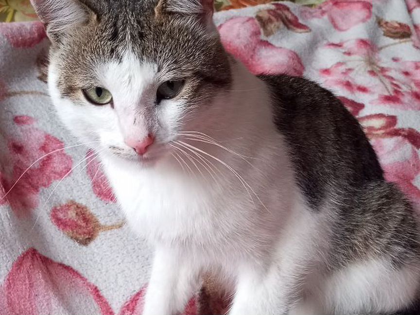 Котик в добрые руки
