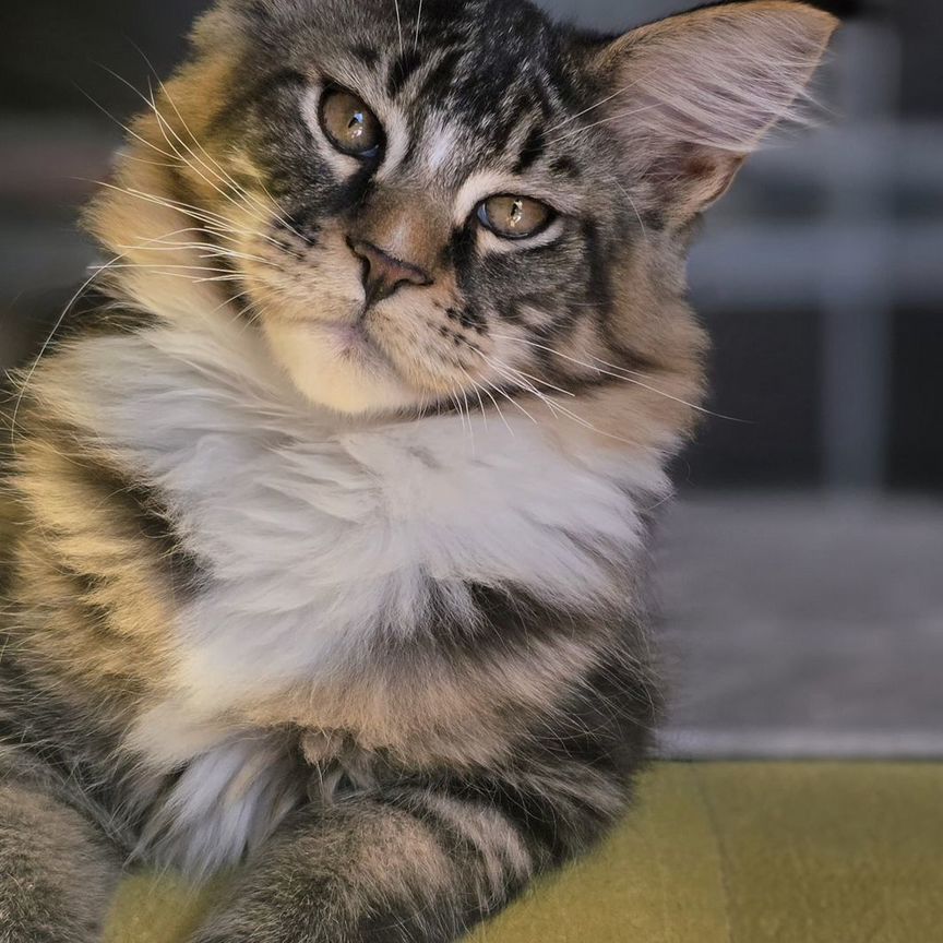 Котята Мейн-кун