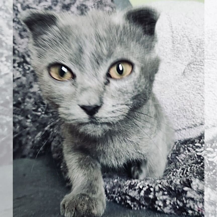 Шотландский вислоухий котеночек -мальчишка 2 мес