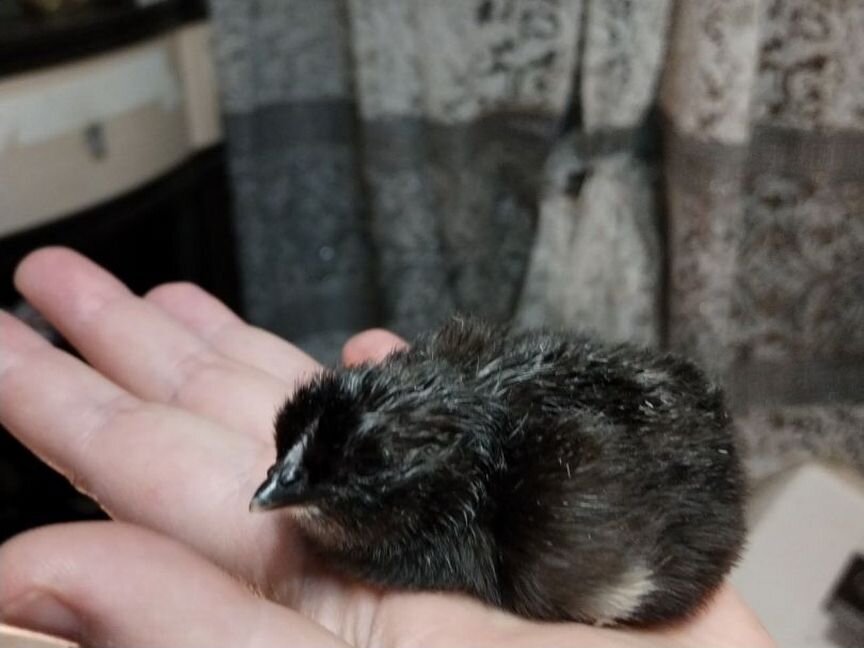 Птенцы разного возроста. Порода смешанная