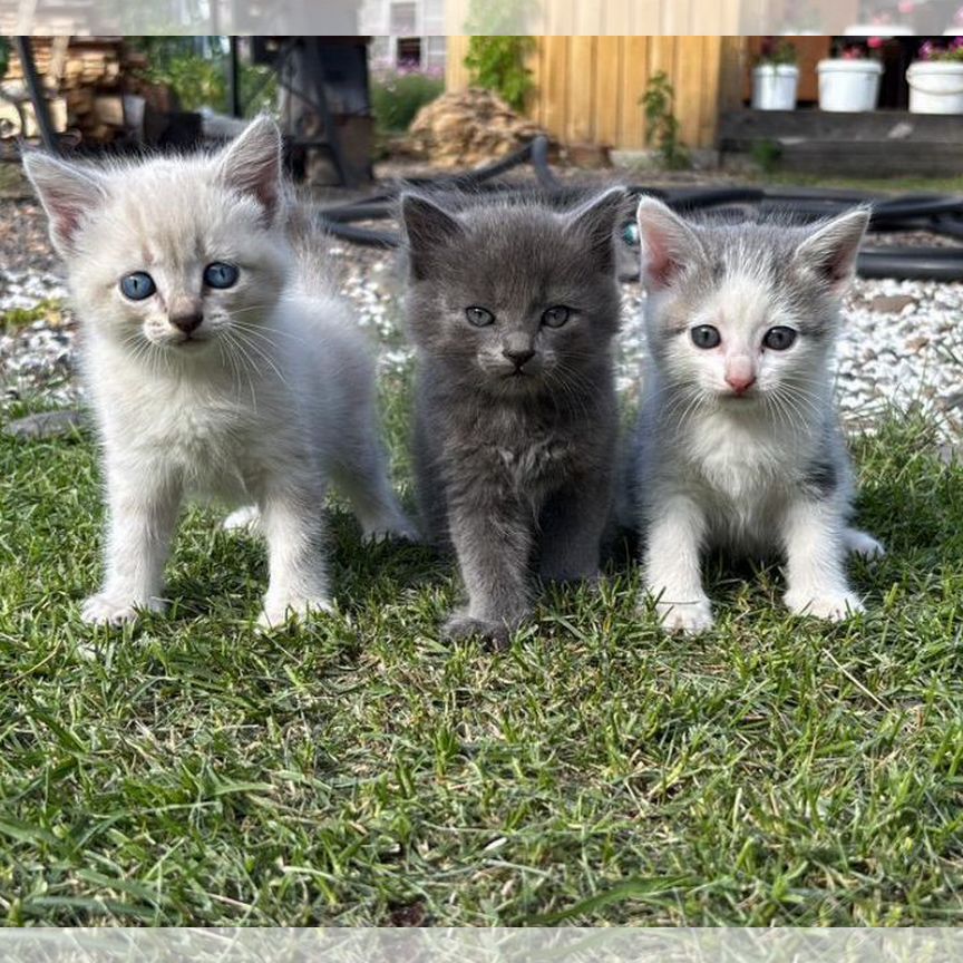 Животные в добрые руки кошки