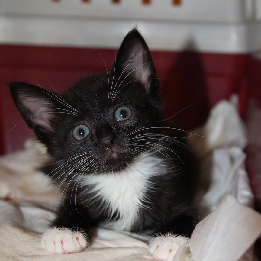 Крошка малышка котенок в добрые руки