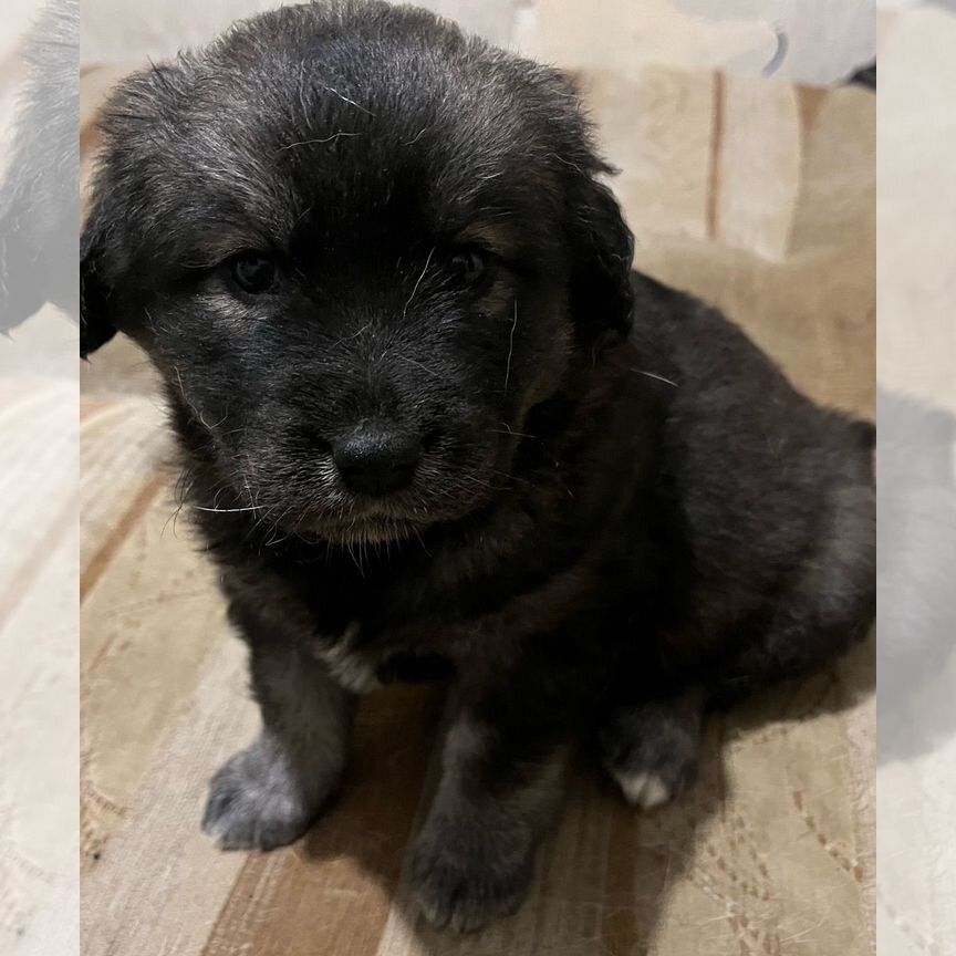 Лабрадор-ретривер, щенок