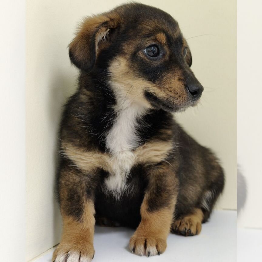 Щенок в добрые руки