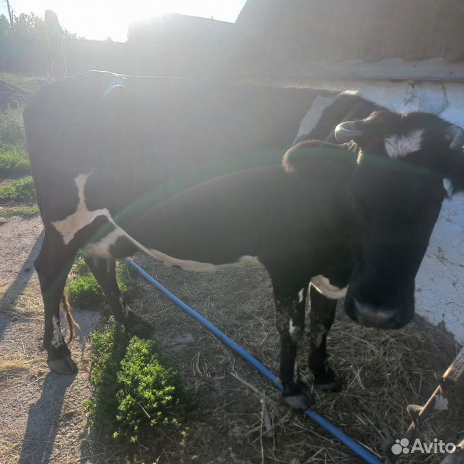 3 дойные коровы