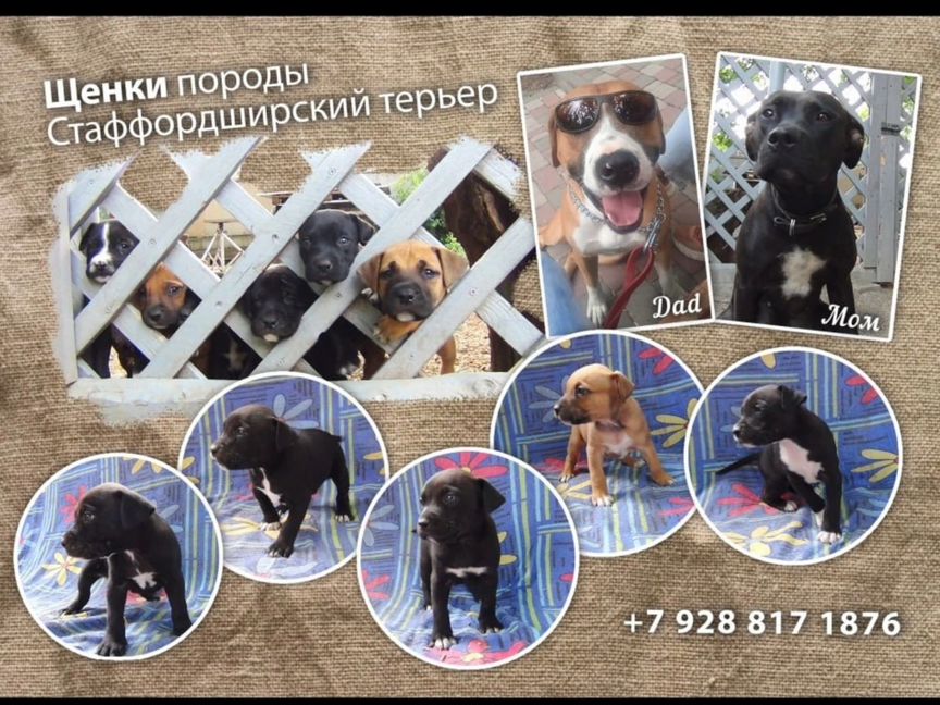 Продаются щенки породы Амстафтерьер