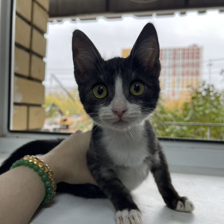 Котятенок в добрые руки
