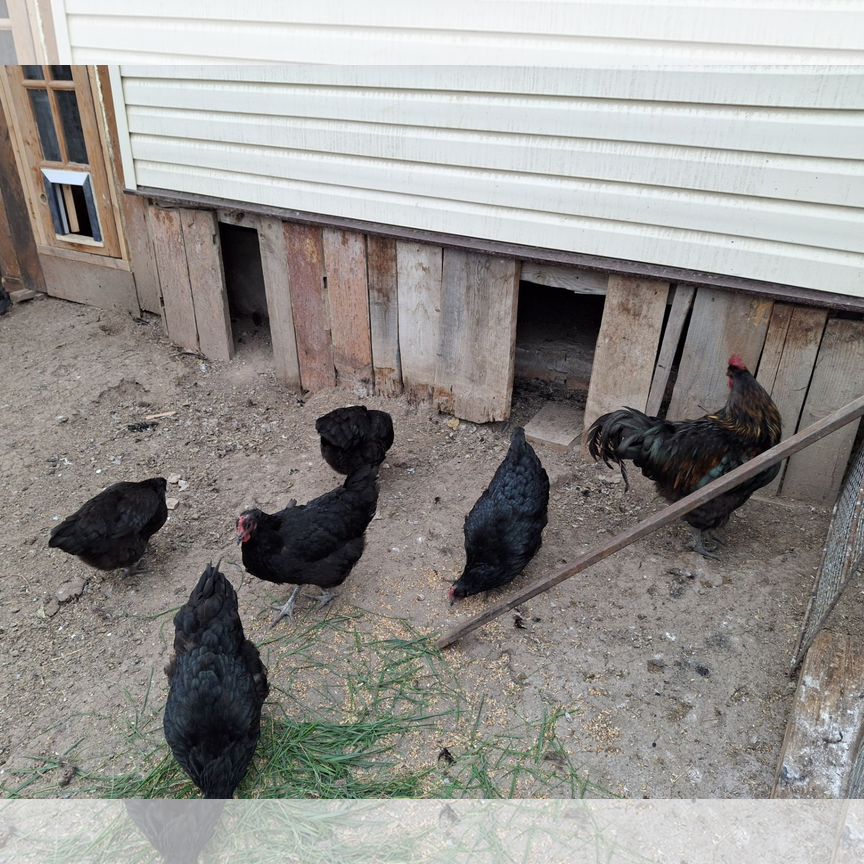 Курицы несушки