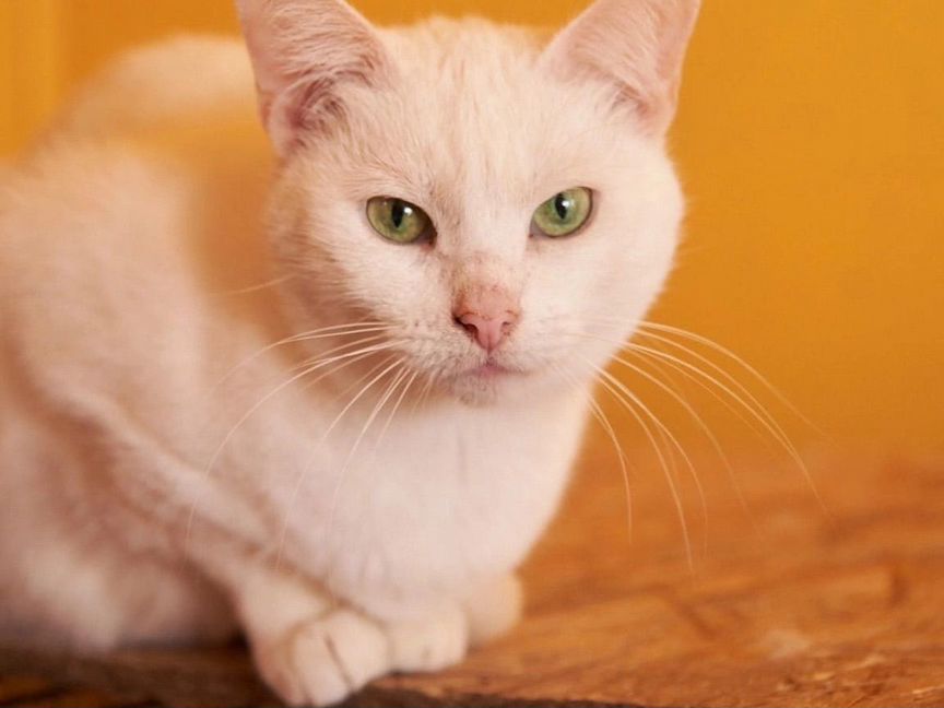 Кошечка в добрые руки