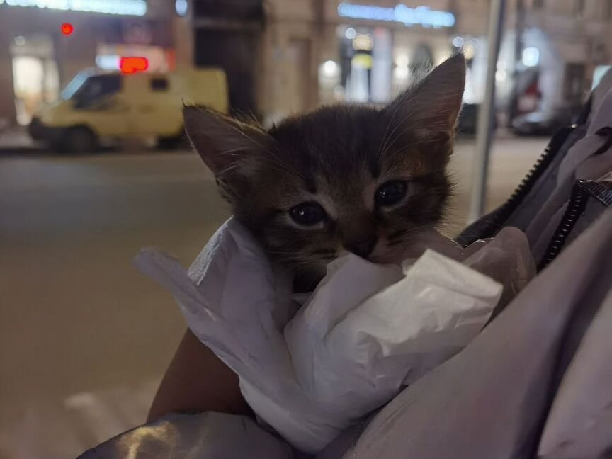 Миленький, маленький котик ищет теплый дом