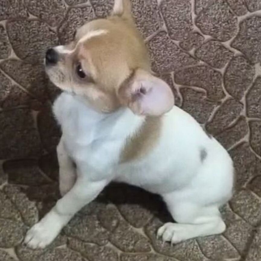 Чихуахуа, щенок