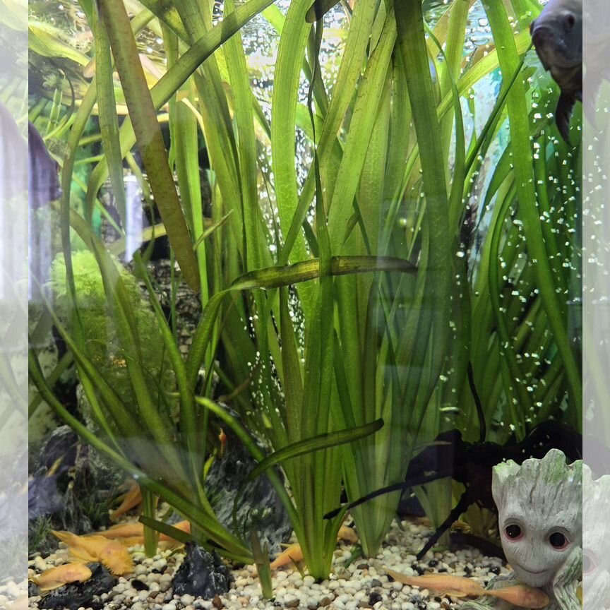 Аквариумные рыбки и растения