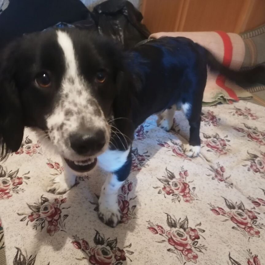 Девочка спаниель