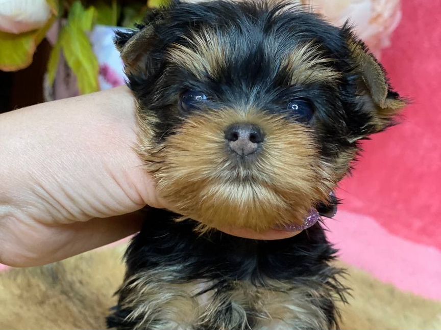 Йоркширский терьер