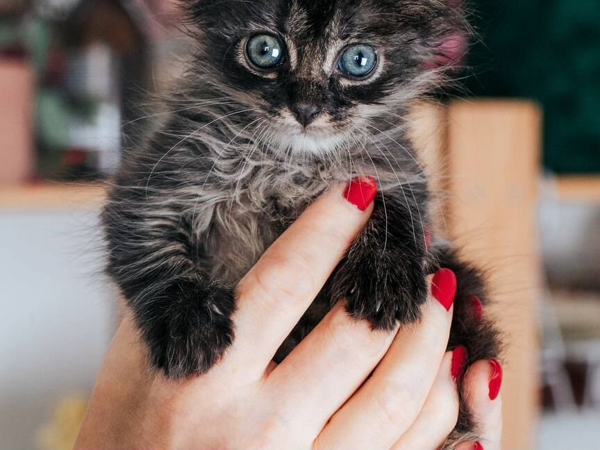 Котенок Паштетик в добрые руки