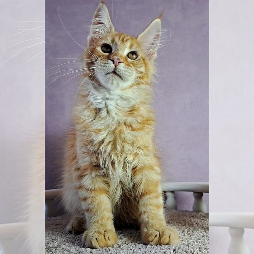 Котята мейн-кун