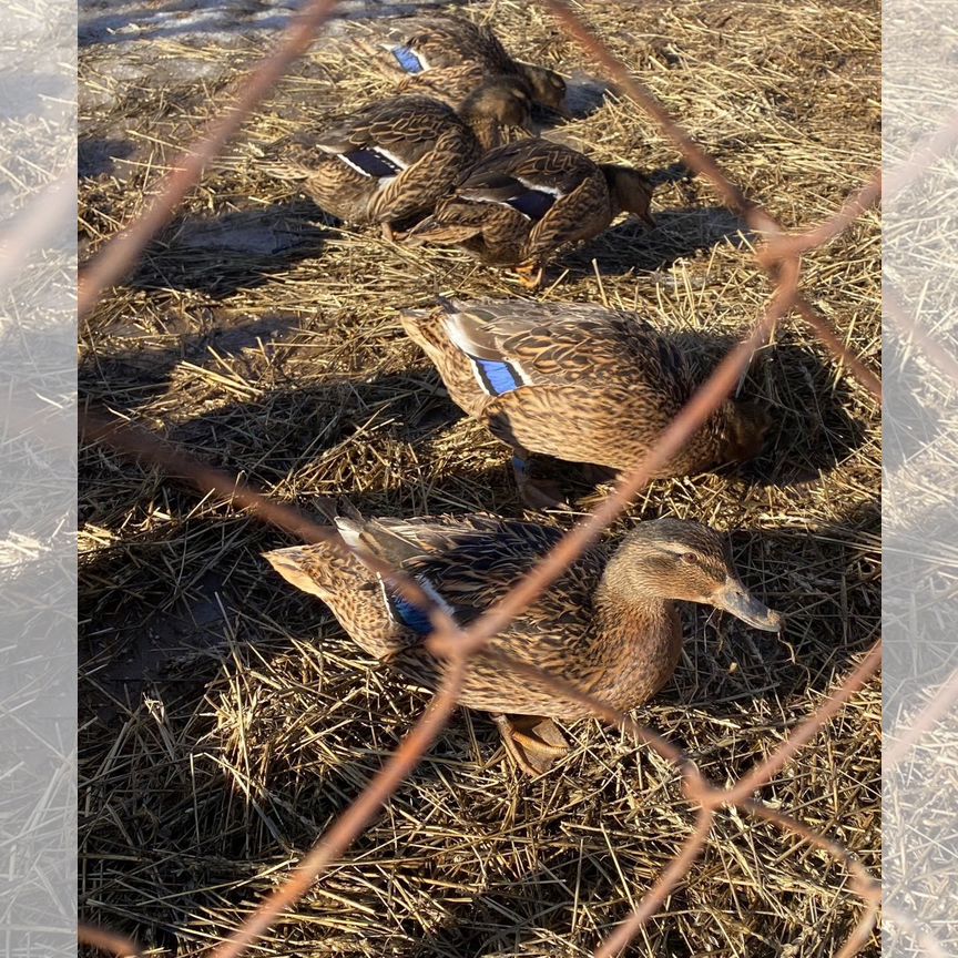 Подсадные утки