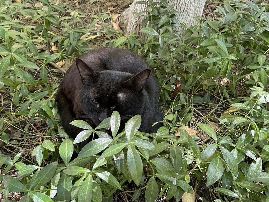 Кот в добрые руки бесплатно