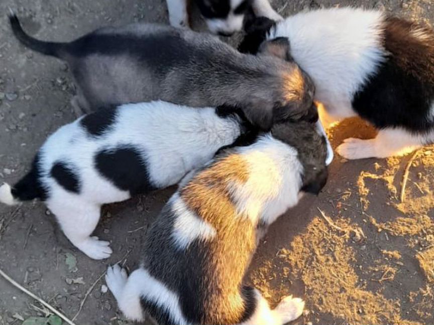 Кутята отдам бесплатно