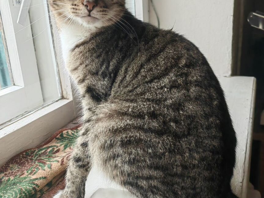 Кот в добрые руки