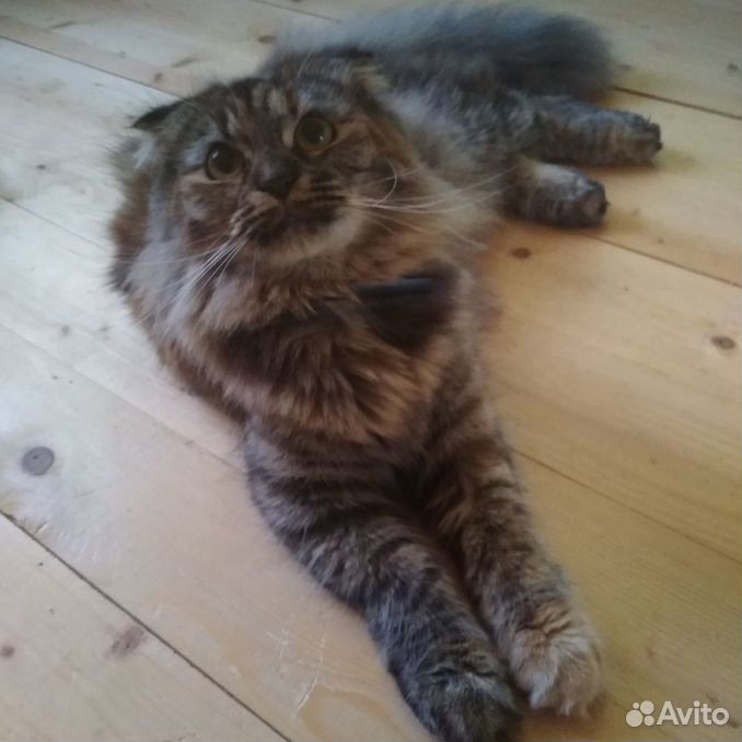 Вислоухий котенок подросток в добрые руки