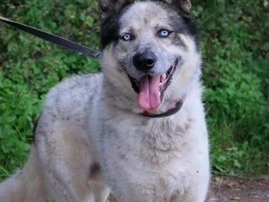 Кобель 3х лет Бим ищет дом