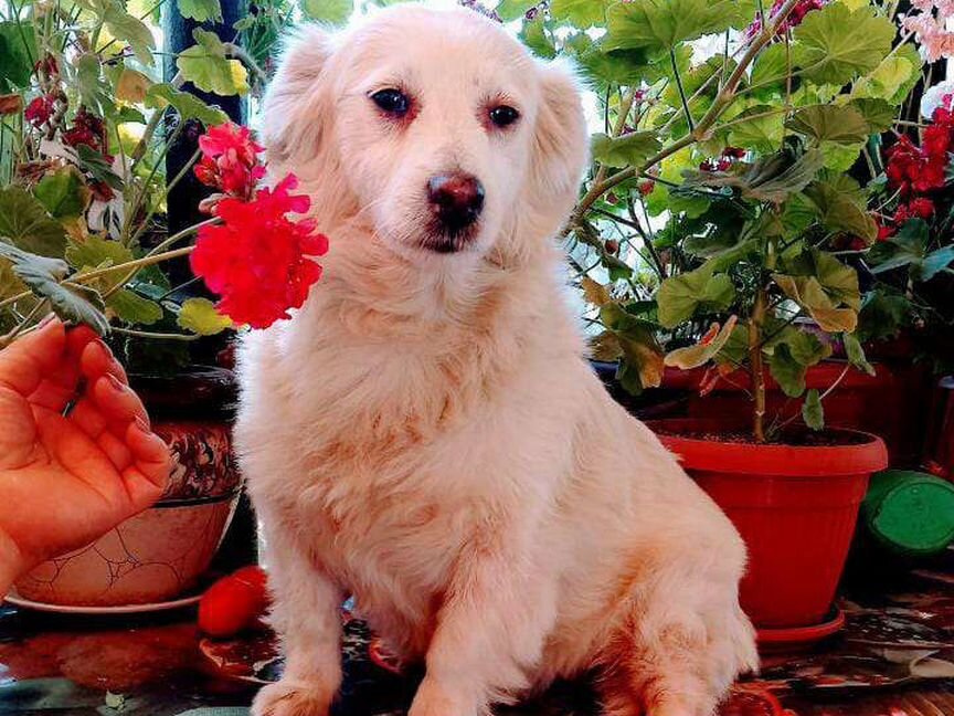 Маленькая коротколапая собачка в добрые руки