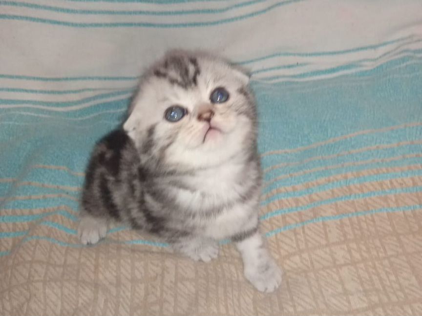 Шотландский вислоухий котенок бесплатно
