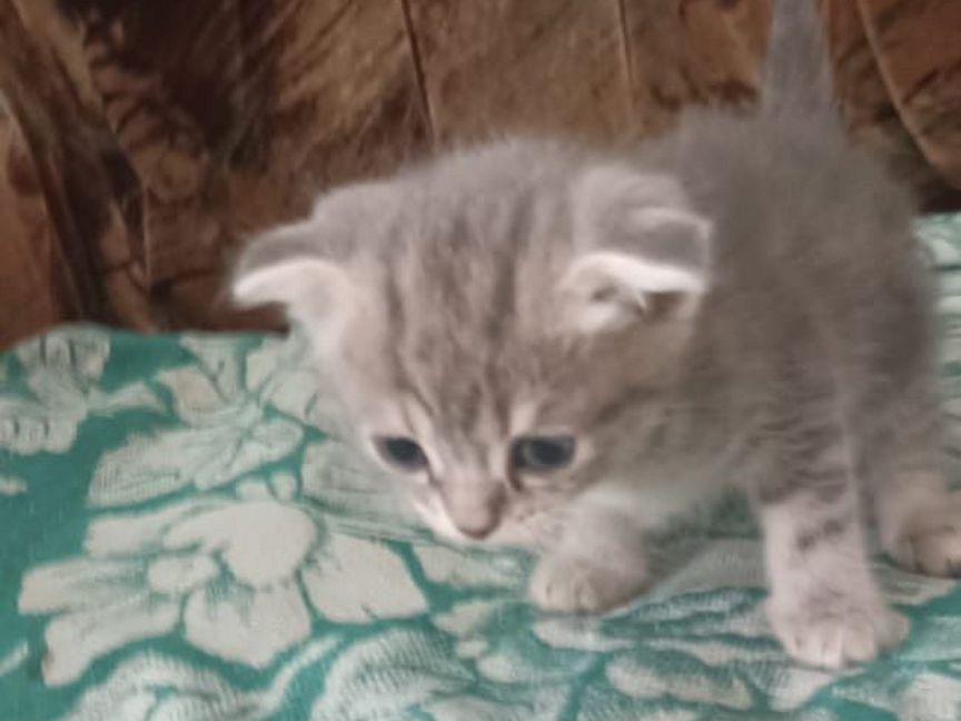 Котята в добрые руки бесплатно