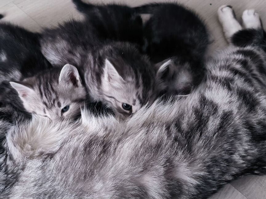 Шотландские прямоухие котята