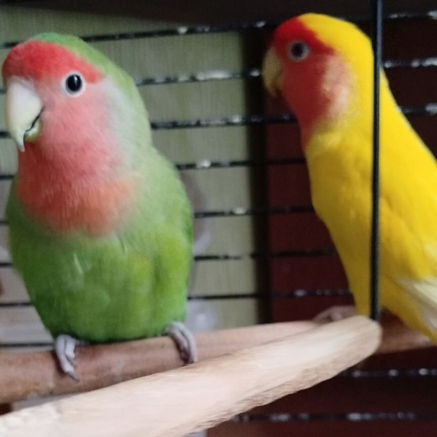 Попугаи неразлучники